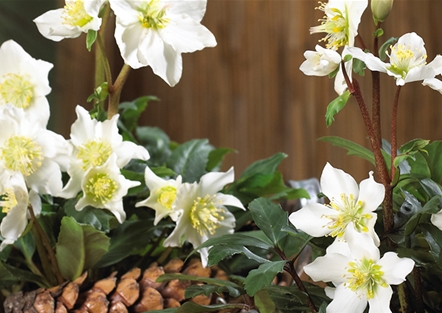 Gartencenter George - Pflanzen für Innen und Außen aus Eschwege